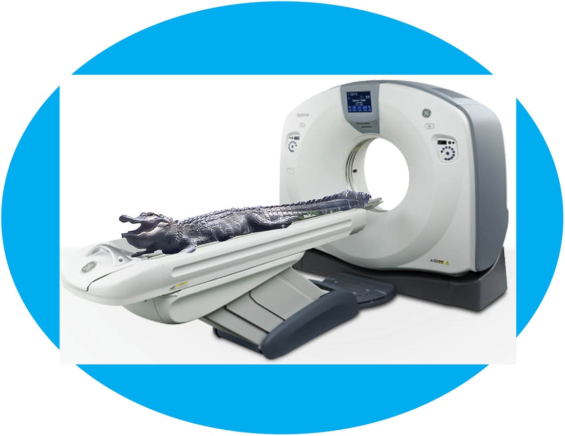 Does Your Veterinary Clinic Need a CT Scanner?