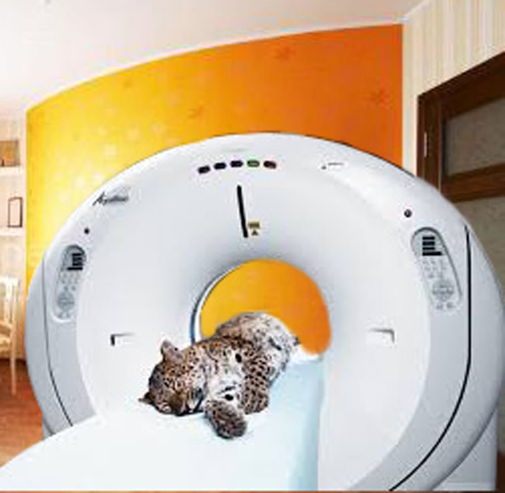 How to Choose the Best Veterinary CT Scanner for your Practice